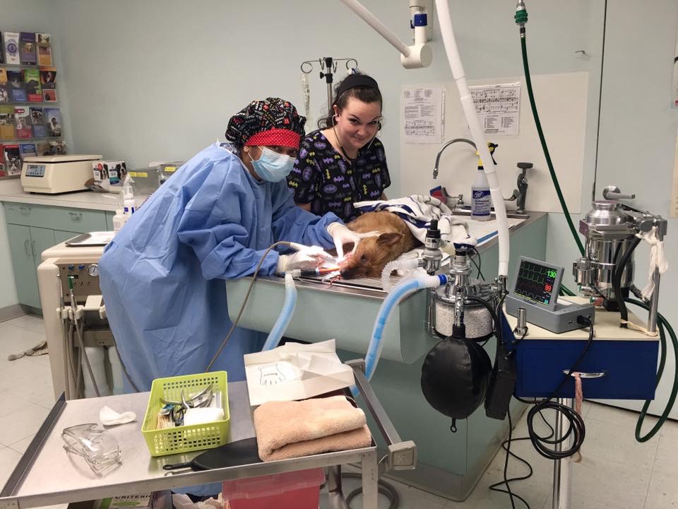 Hospital Tour - Park View Veterinary Hospital